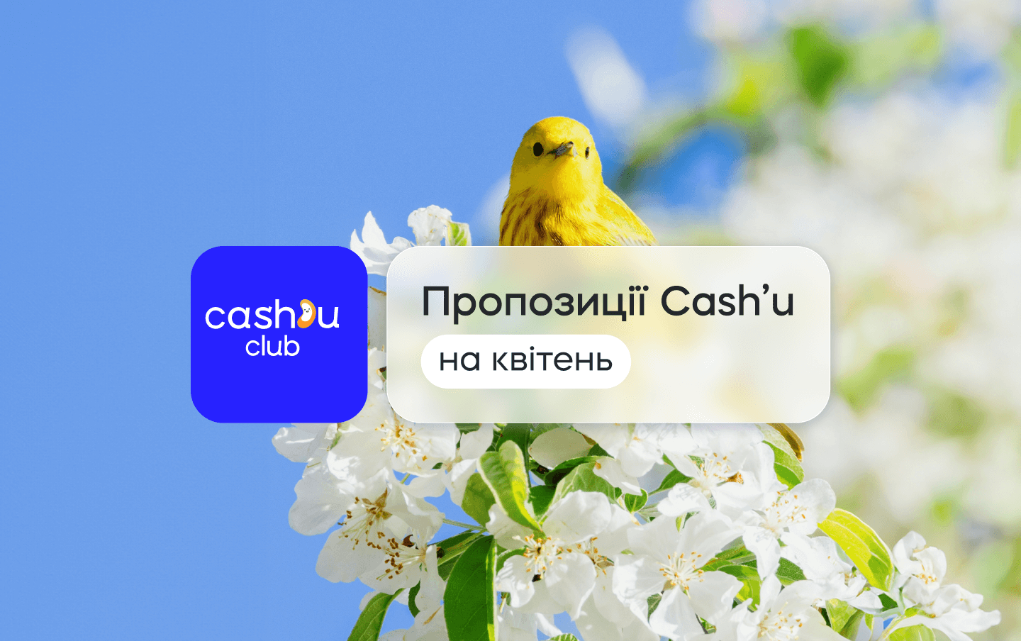 Cash’u Club квітня: продовжуємо улюблені акції та розповідаємо за нову ...